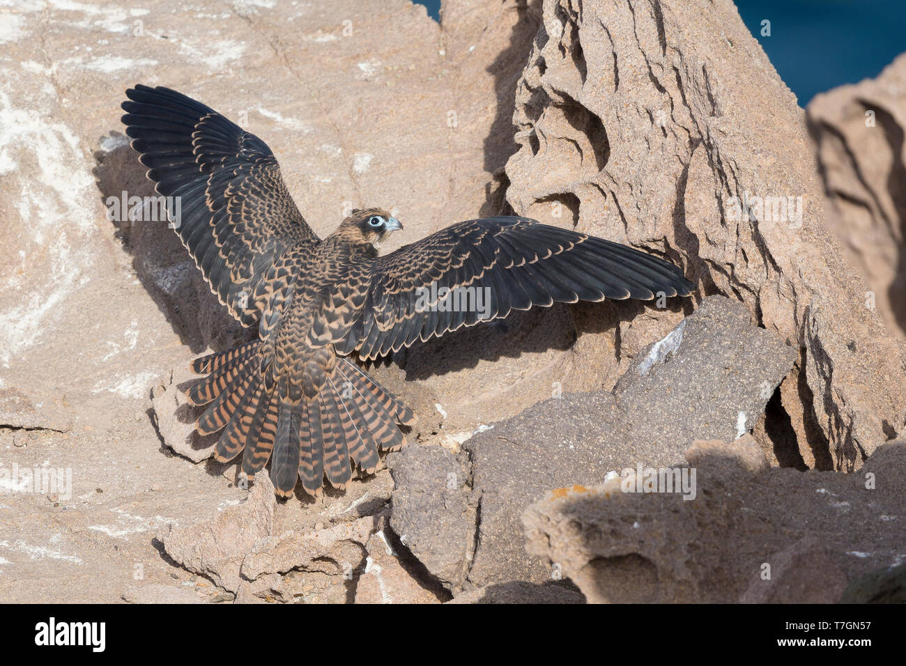 Eleonora's Falcon (Falco eleonorae), juvenile spreading its wings on a ...