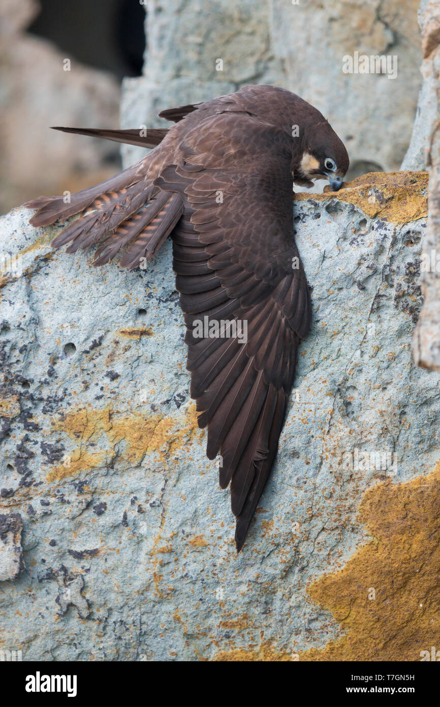 Eleonora's Falcon (Falco eleonorae), light morph adult mantling its ...