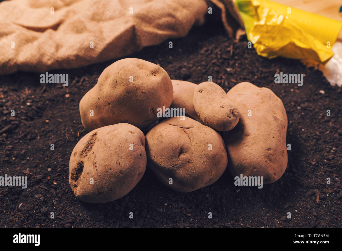 Pile of organic potato tuber rhizome on the ground, freshly harvested ...