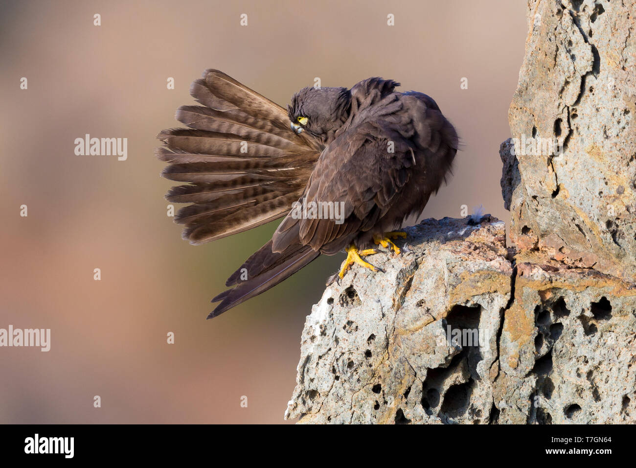 Eleonora's Falcon (Falco eleonorae), dark morph adult preening on a ...