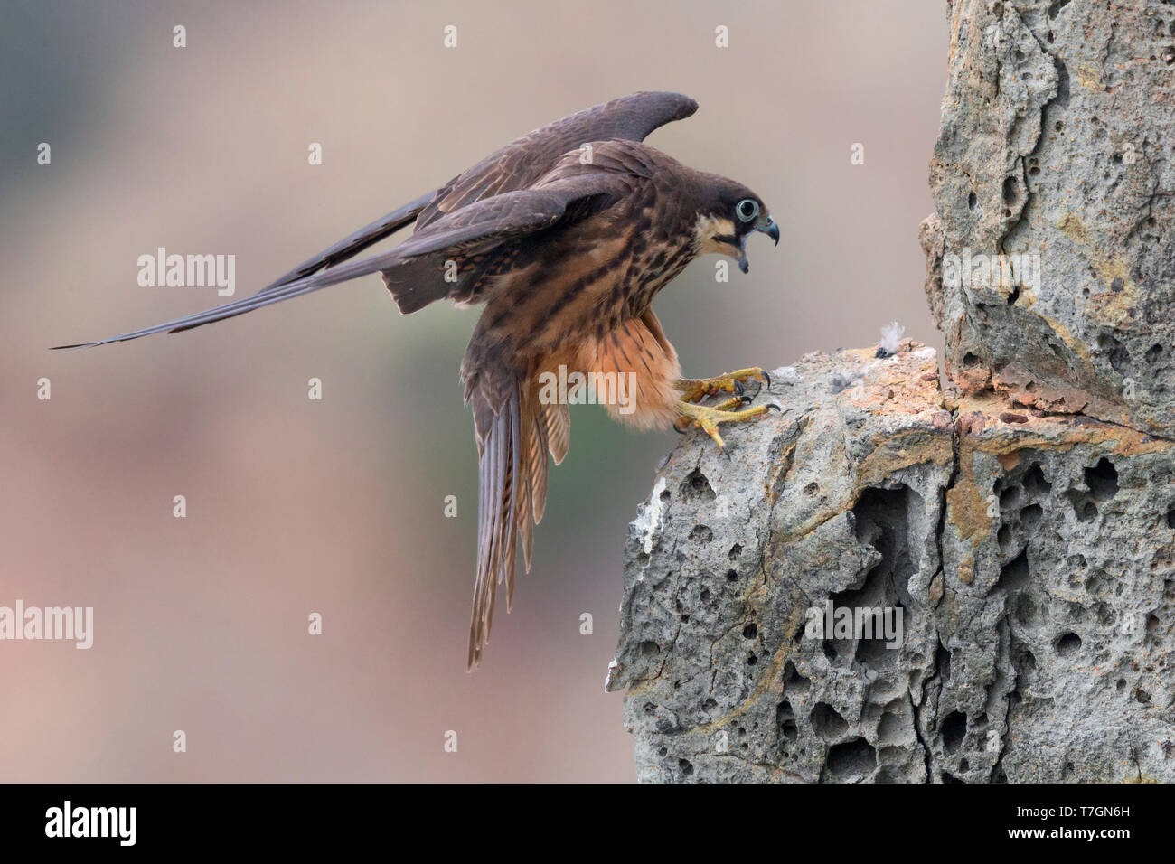 Eleonora's Falcon (Falco eleonorae), light morph adult landing on a ...
