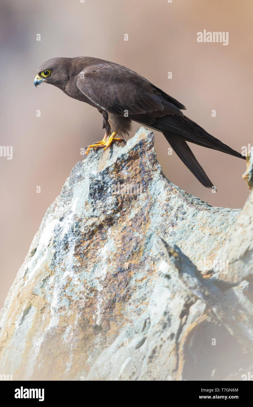 Eleonora's falcon dark morph hi-res stock photography and images - Alamy