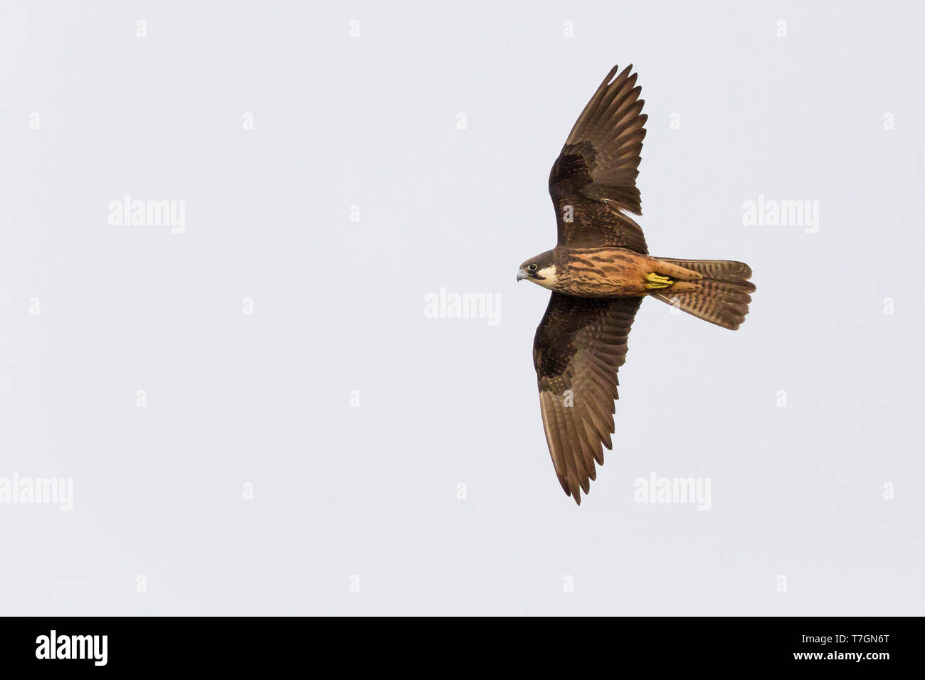 Eleonora's Falcon (Falco eleonorae), light morph adult in flight Stock ...