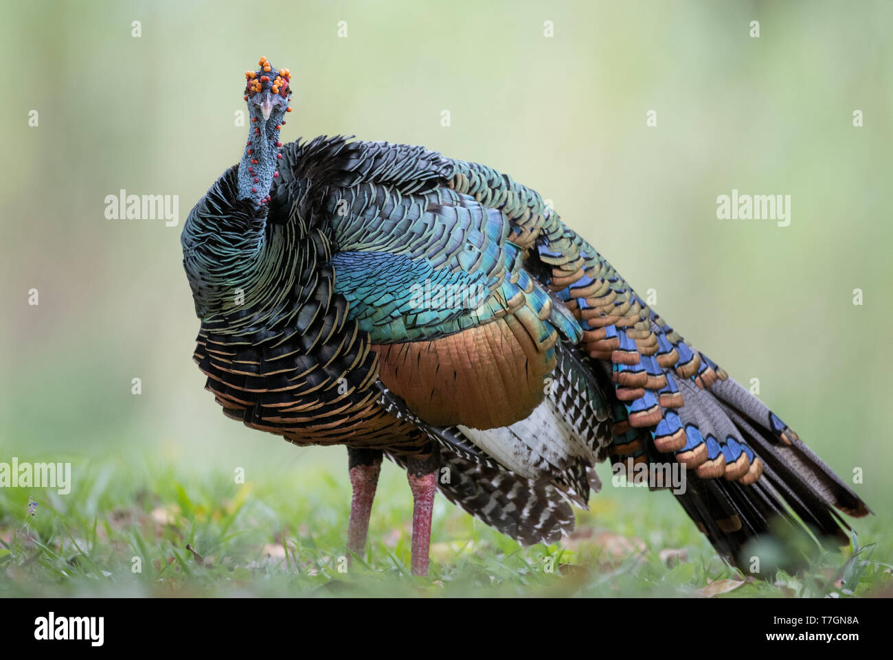 Yucatan Peninsula Ocellated Turkey