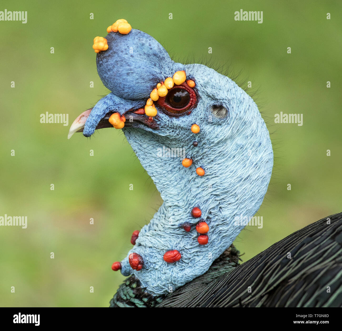 Adult Ocellated Turkey (Meleagris ocellata) standing on a lawn at Tikal ...