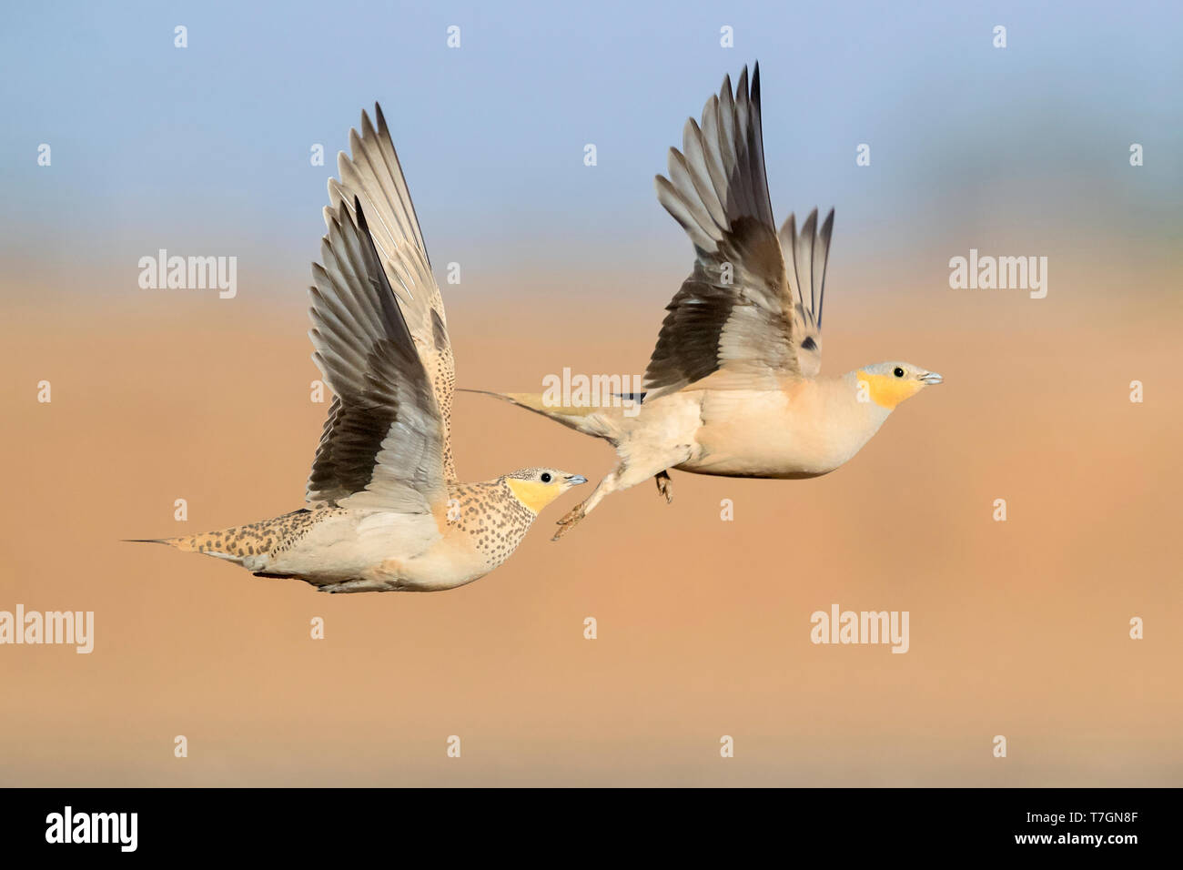 Spotted Sandgrouse (Pterocles senegallus), a male and a female in ...