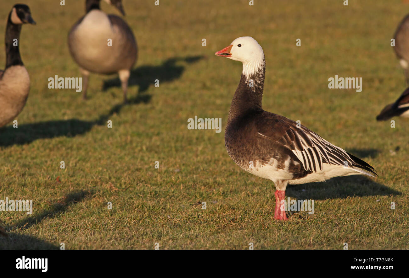 Blue phase Snow Goose (Anser caerulescens) standing on lawn near North ...