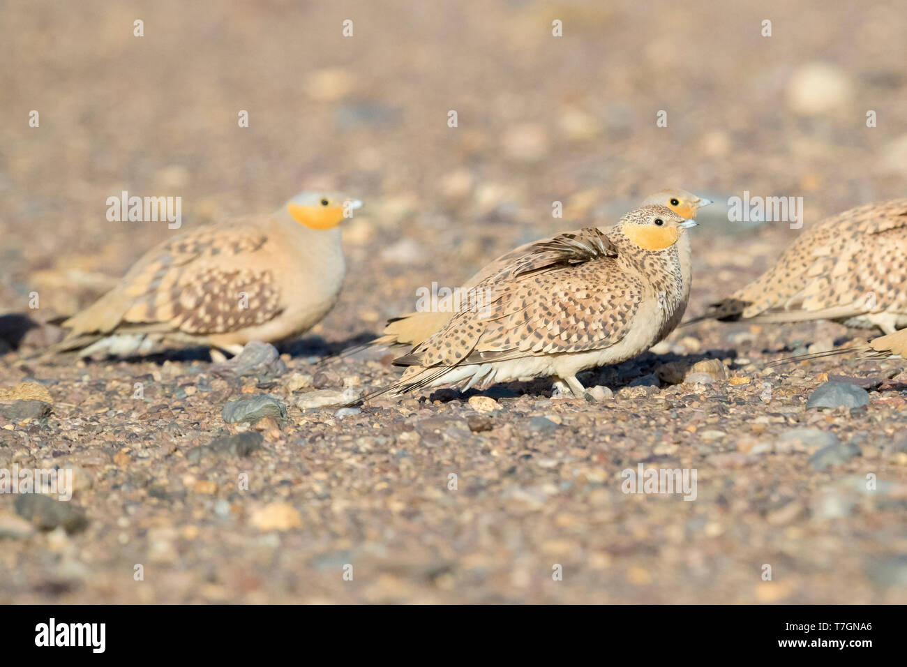Spotted Sandgrouse (Pterocles senegallus), small flock resting on the ...