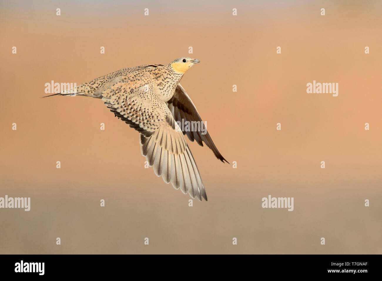 Spotted Sandgrouse (Pterocles senegallus), adult female in flight Stock ...