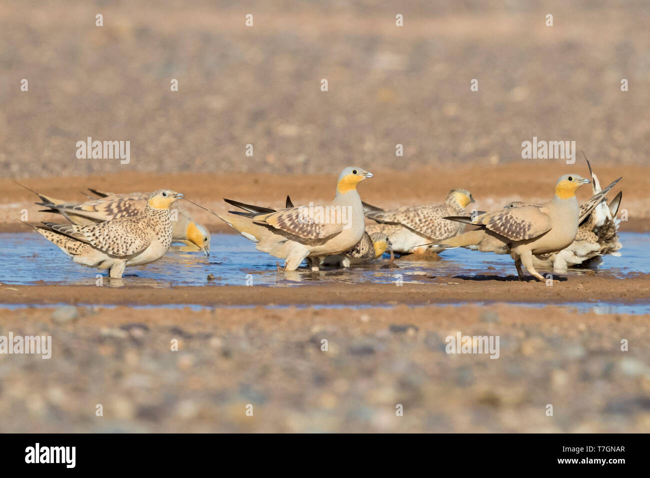 Spotted sandgrouse pterocles senegallus hi-res stock photography and ...