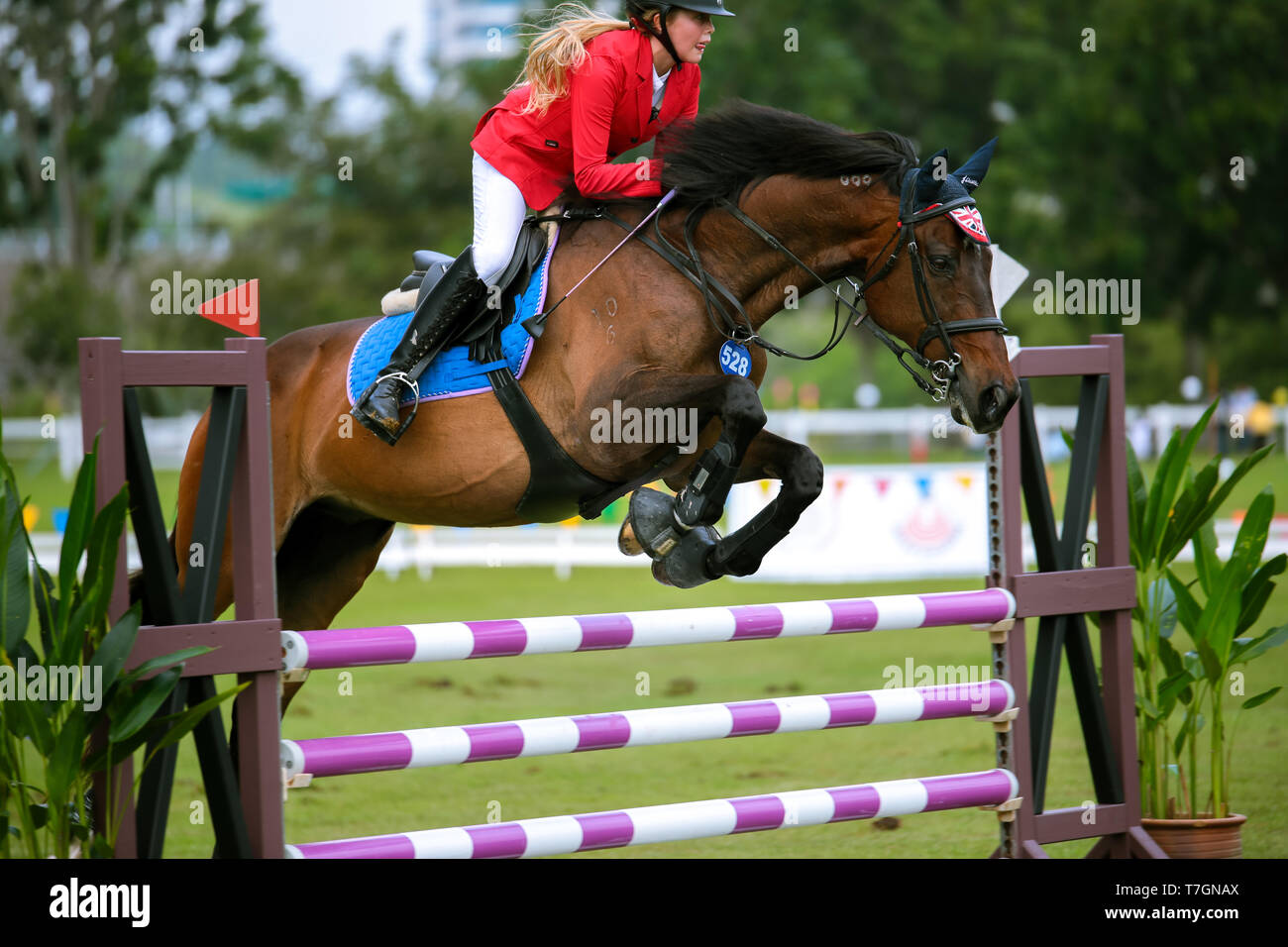 Horse rider jumping over obsticle during a horse back riding competiton ...