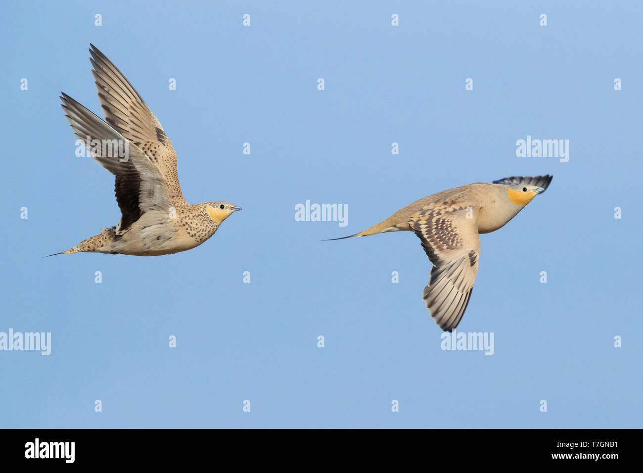 Spotted Sandgrouse (Pterocles senegallus), a male and a female in ...