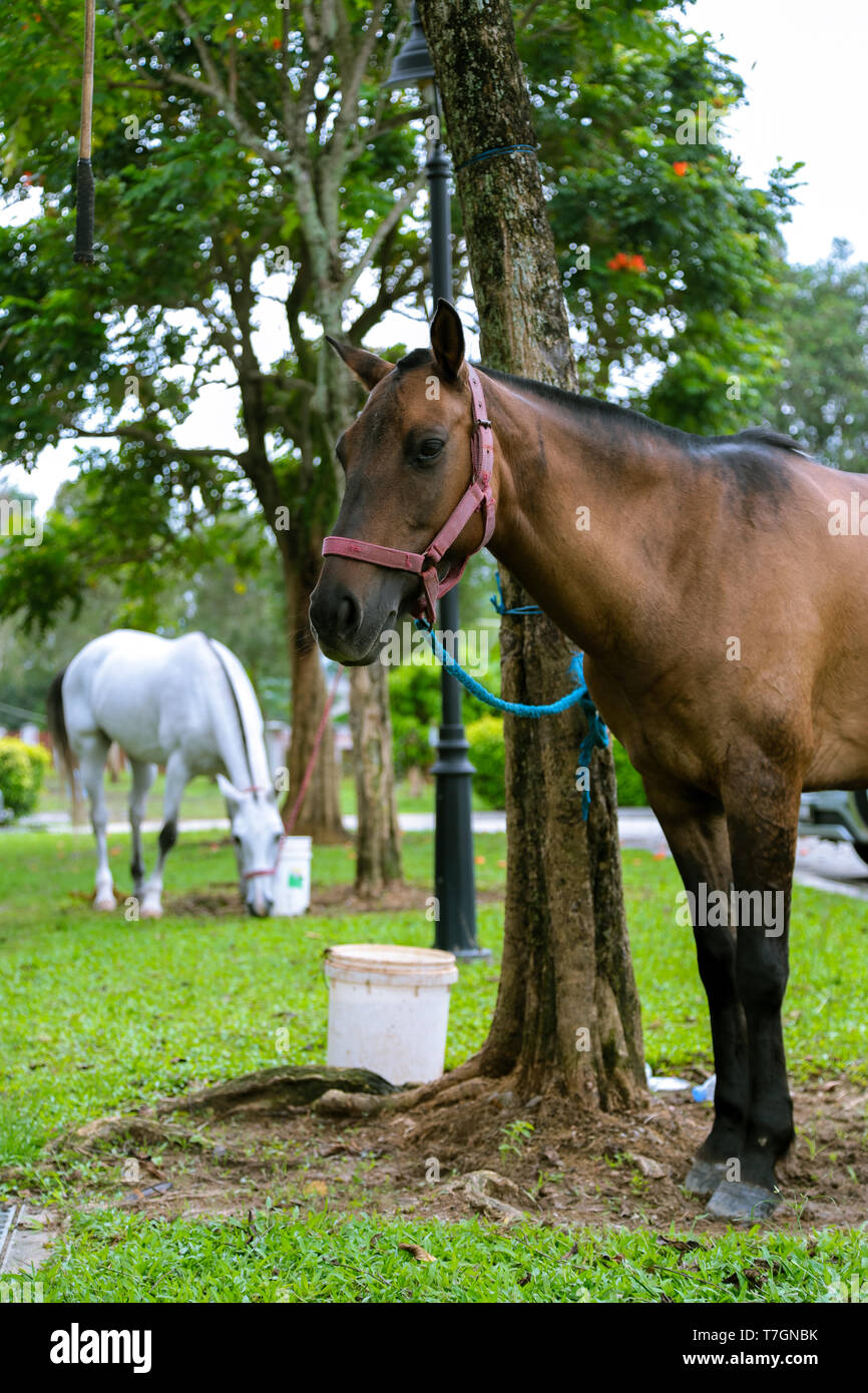Horse tied under tree hi-res stock photography and images - Alamy
