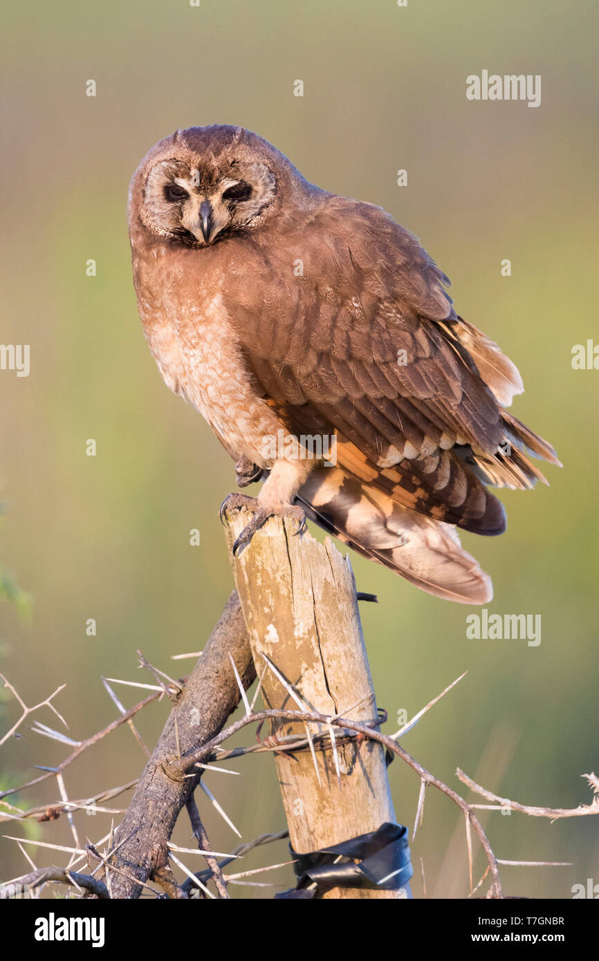 Marsh Owl (Asio capensis tingitanus), adult perched on a post in ...
