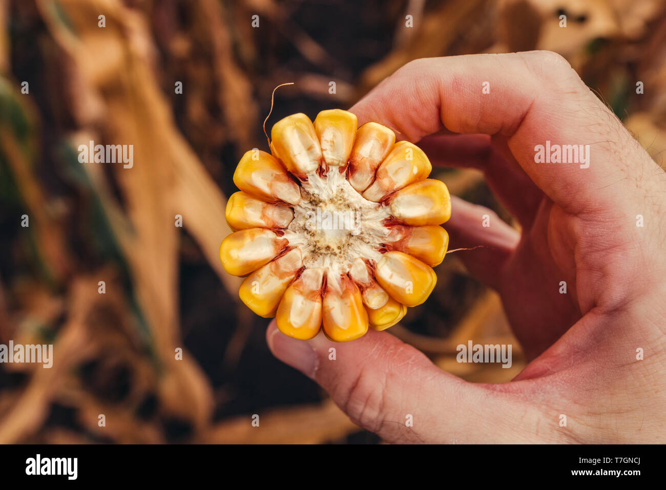 Farmer holding corn on the cob broken in half, concept of abundance and ...