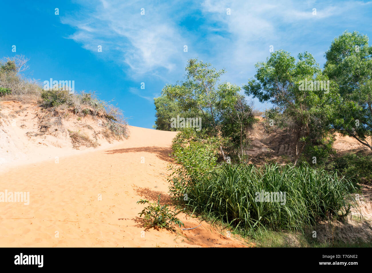 Oasis scenery hi-res stock photography and images - Alamy