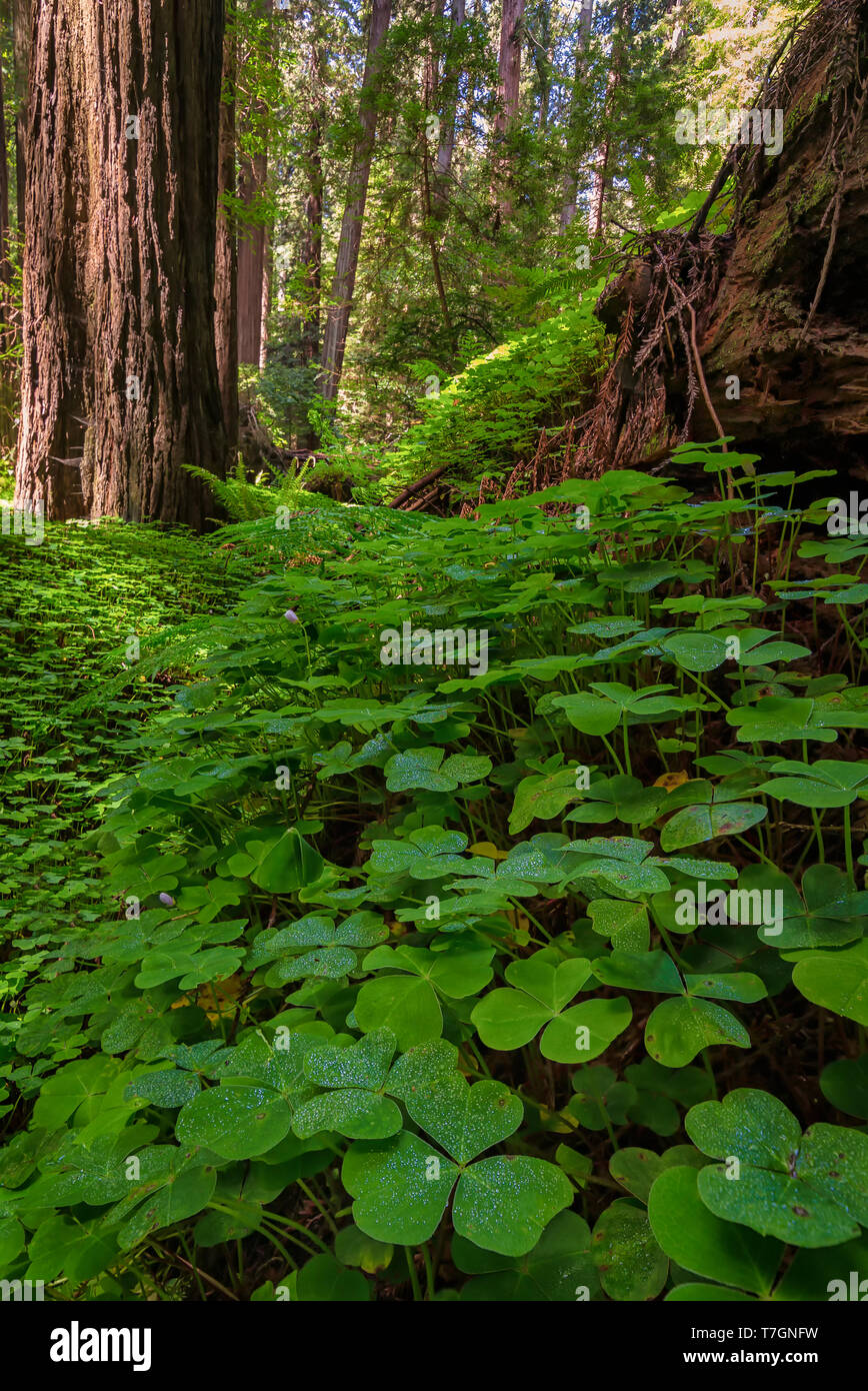 Color image of a redwood forest. Northern California, USA Stock Photo ...