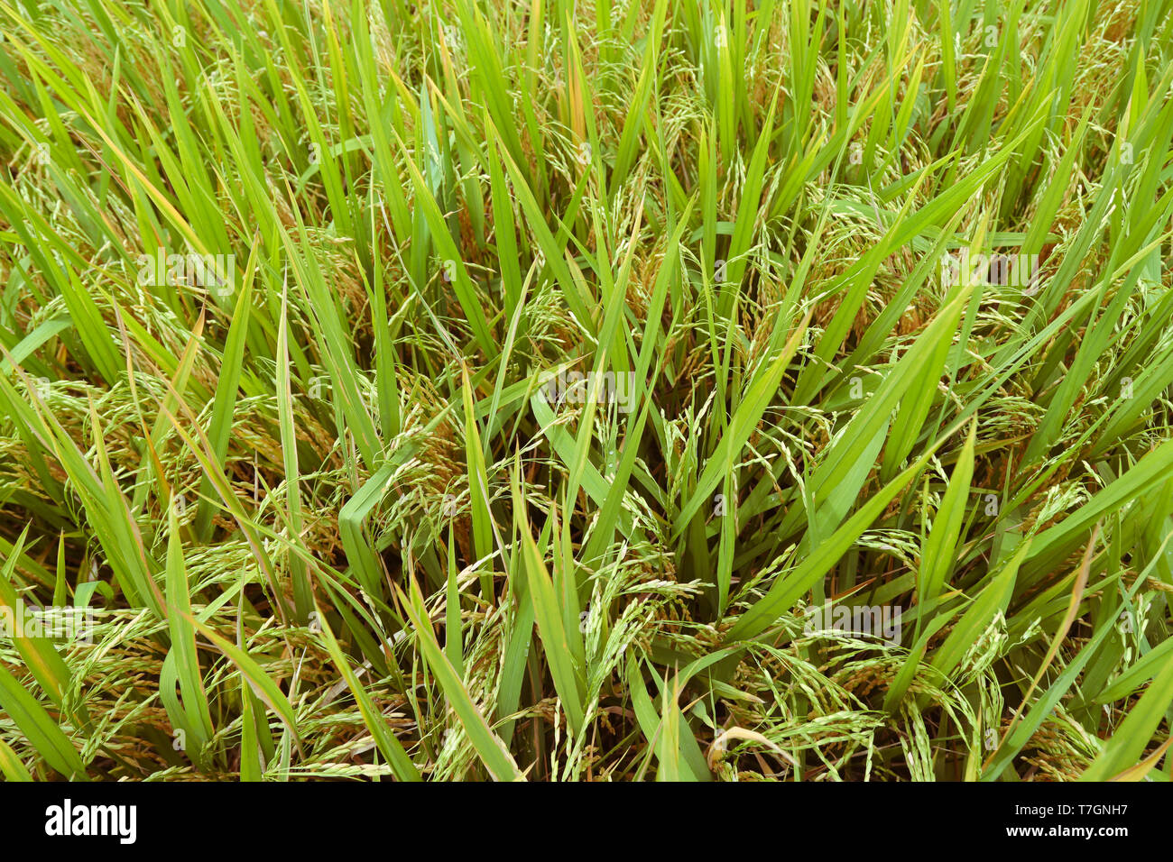 Healthy growing paddy field at Sekinchan, Malaysia Stock Photo - Alamy