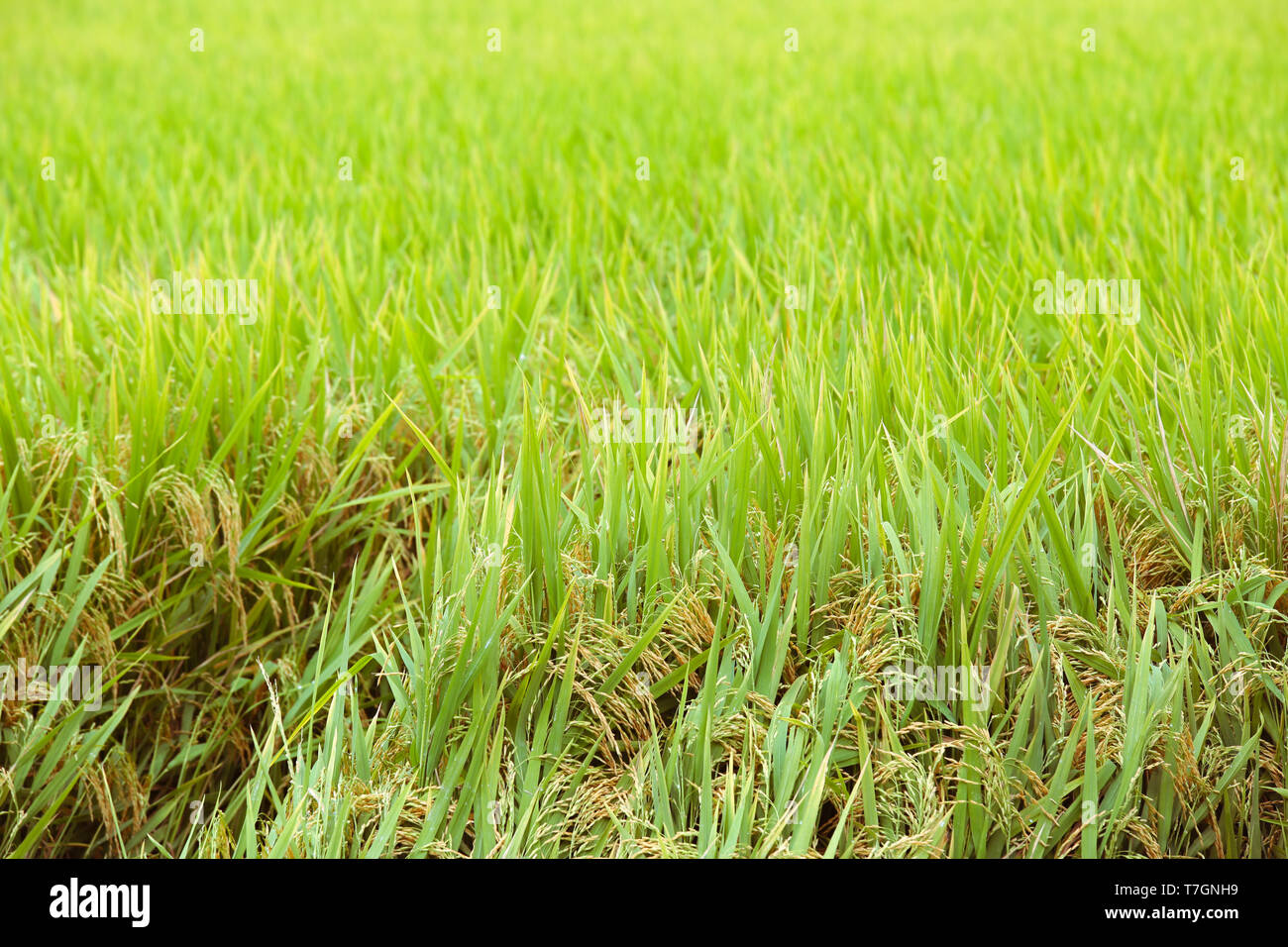 Healthy growing paddy field at Sekinchan, Malaysia Stock Photo - Alamy