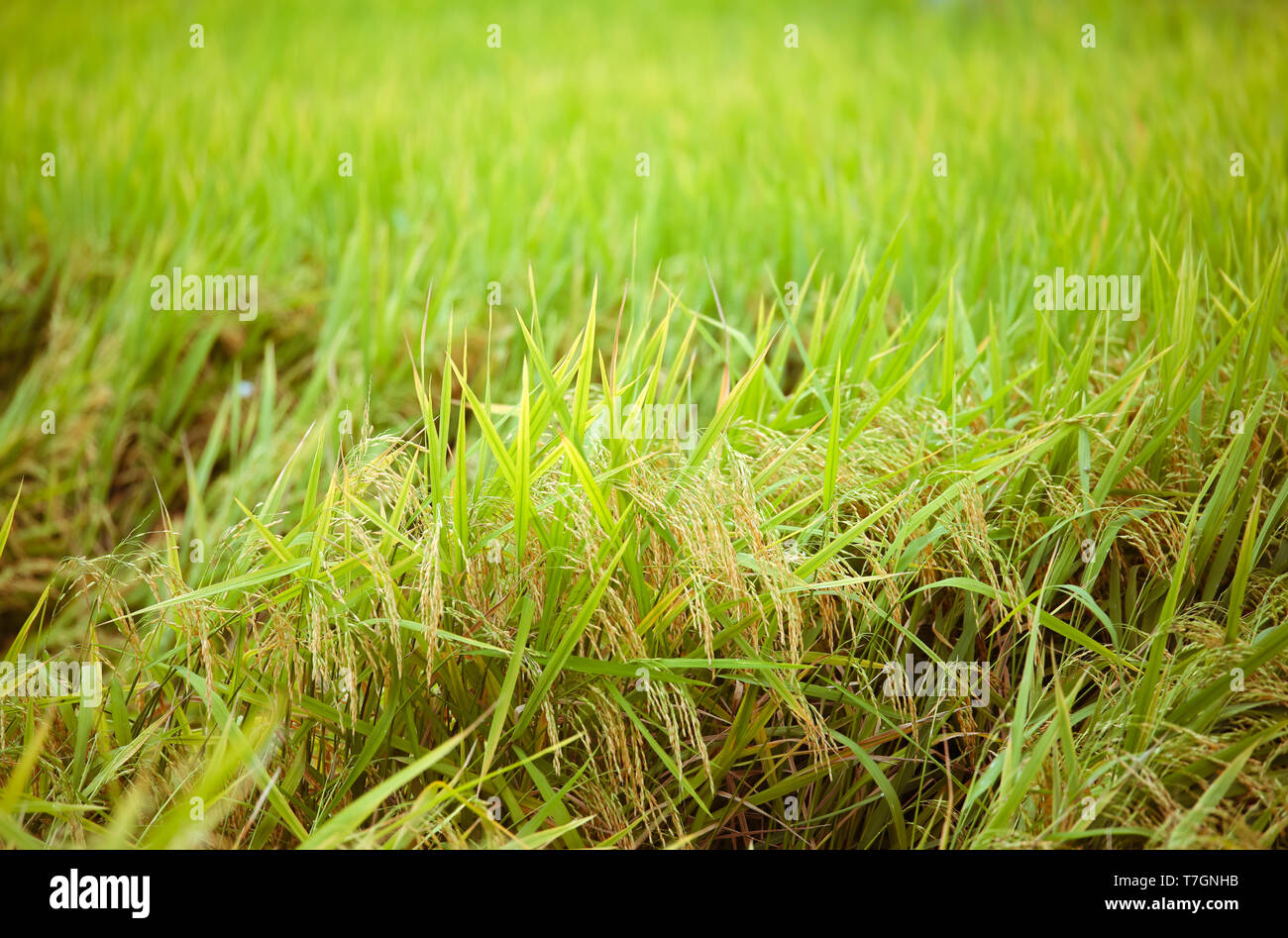 Healthy growing paddy field at Sekinchan, Malaysia Stock Photo - Alamy