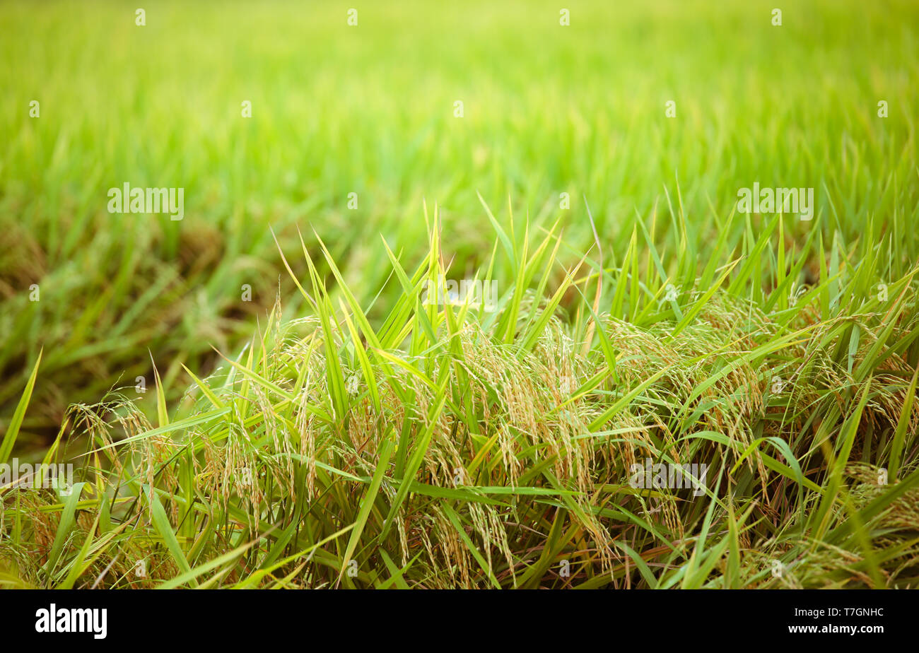 Healthy growing paddy field at Sekinchan, Malaysia Stock Photo - Alamy