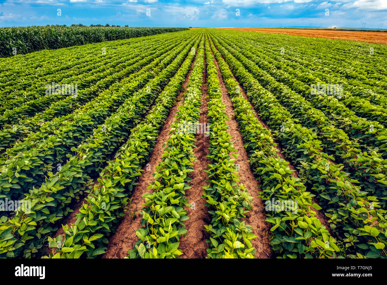 Perfect soybean field. Cultivated soya bean plantation without weed is ...