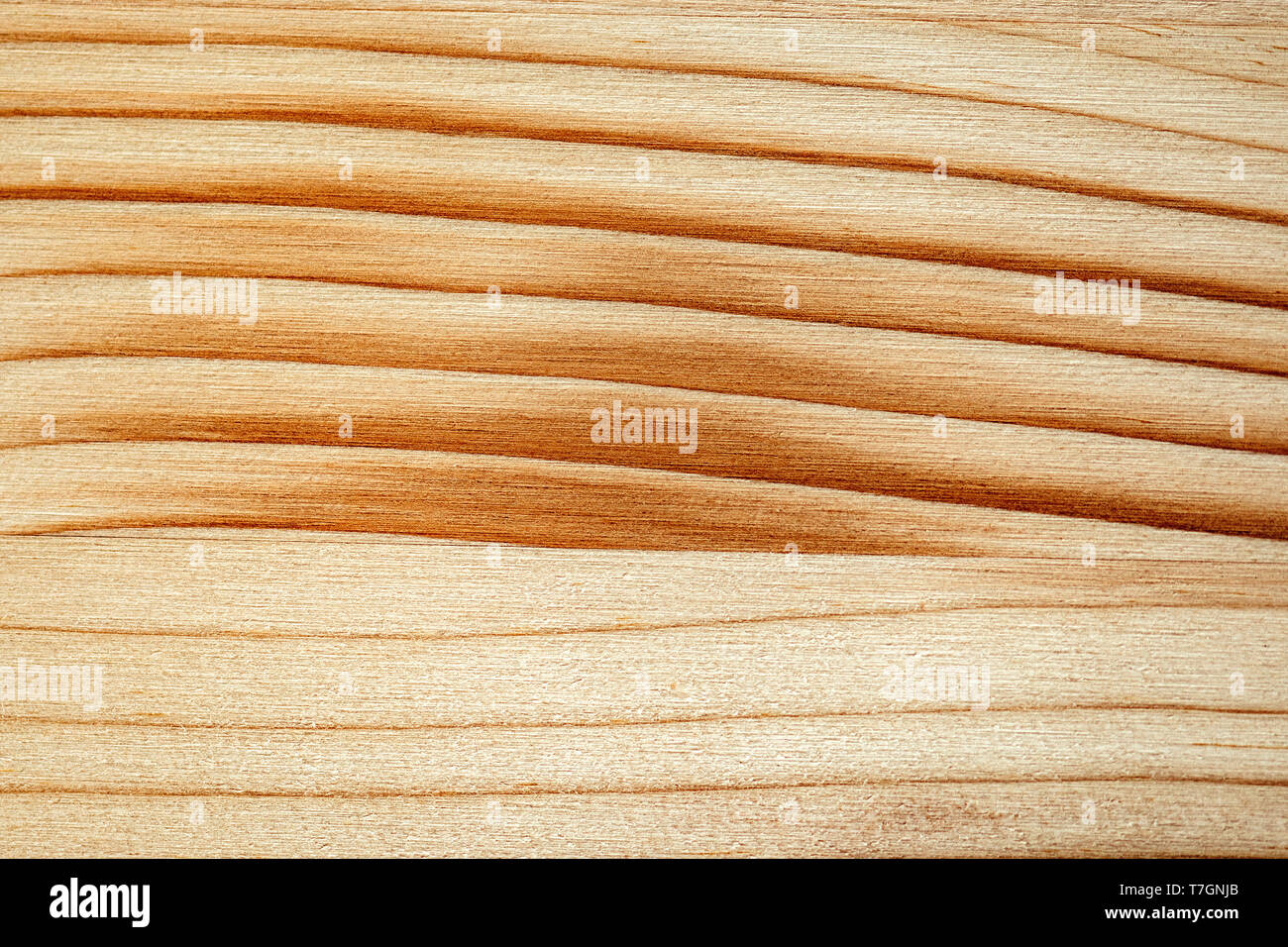 Pine plank with wood grain structure pattern macro view as natural ...