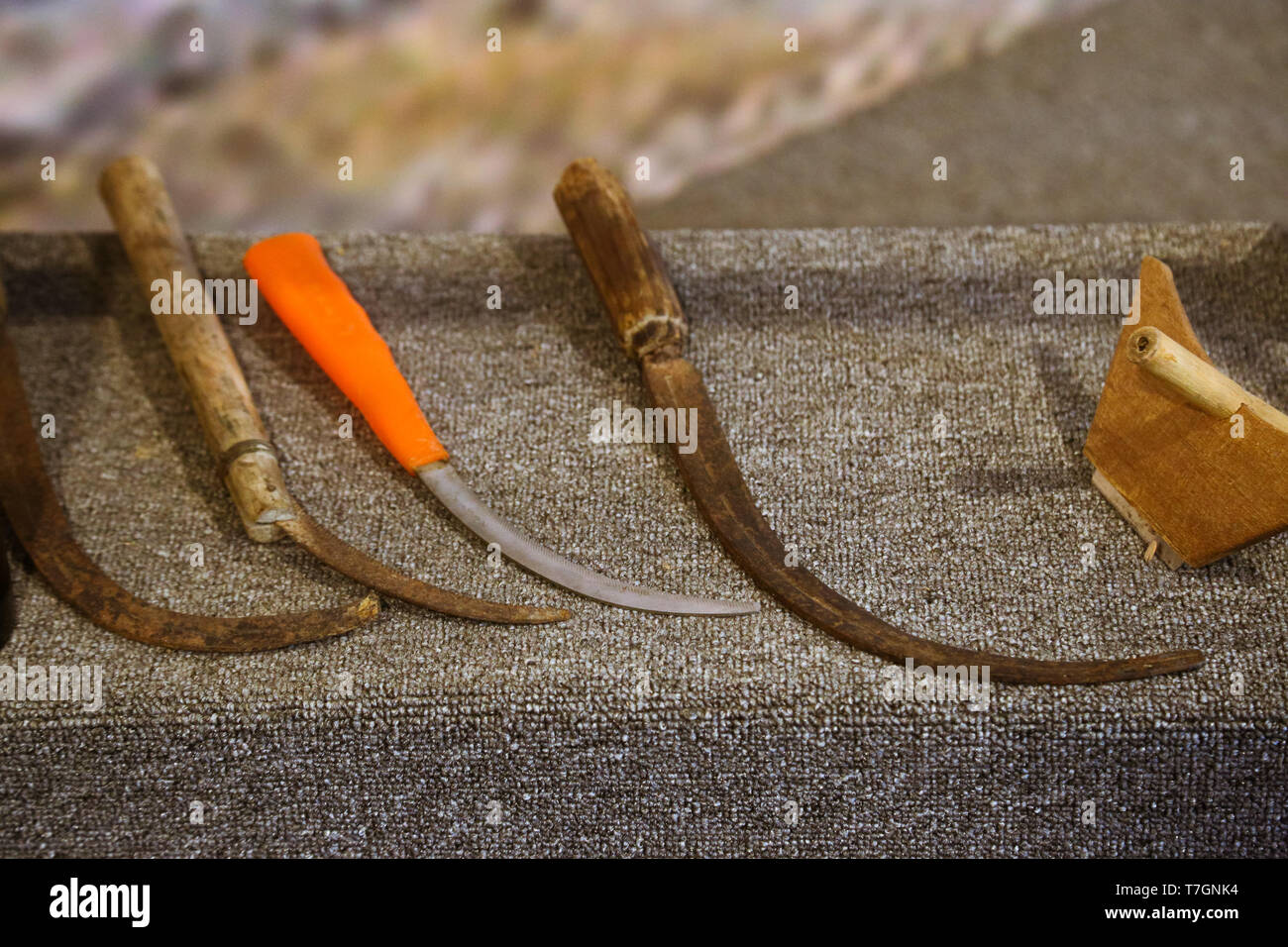 A demonstration set of traditional scythe used in harvesting ripe paddy ...