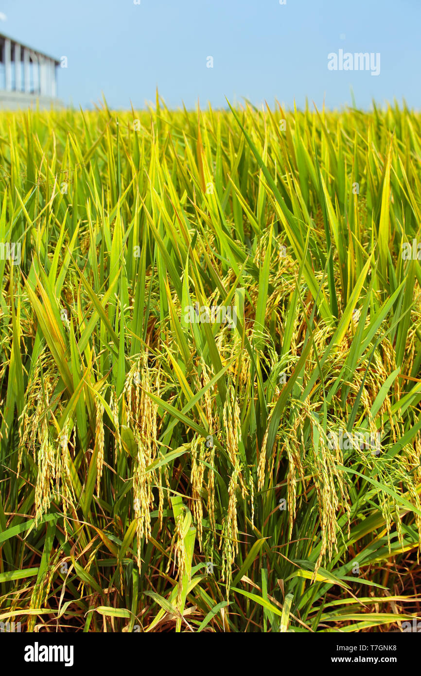 Ripe paddy field at Sekinchan, Malaysia Stock Photo - Alamy