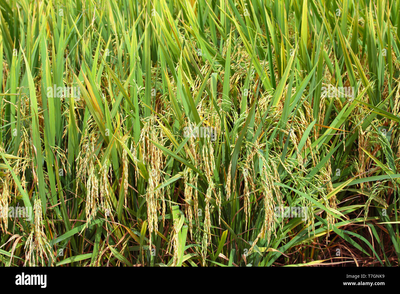 Ripe paddy field at Sekinchan, Malaysia Stock Photo - Alamy