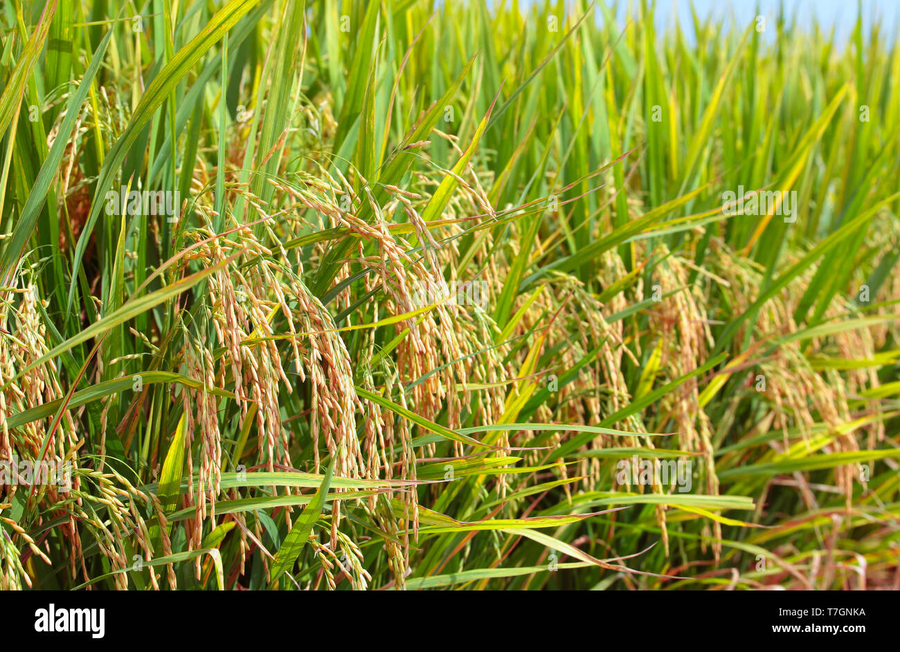 Ripe paddy field at Sekinchan, Malaysia Stock Photo - Alamy