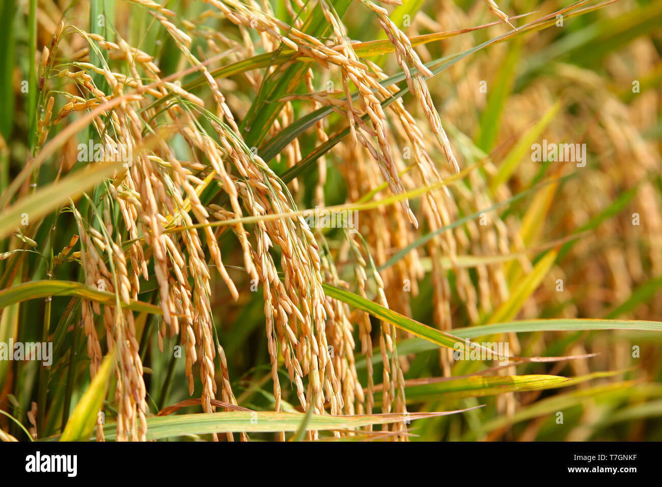 Ripe paddy field at Sekinchan, Malaysia Stock Photo - Alamy