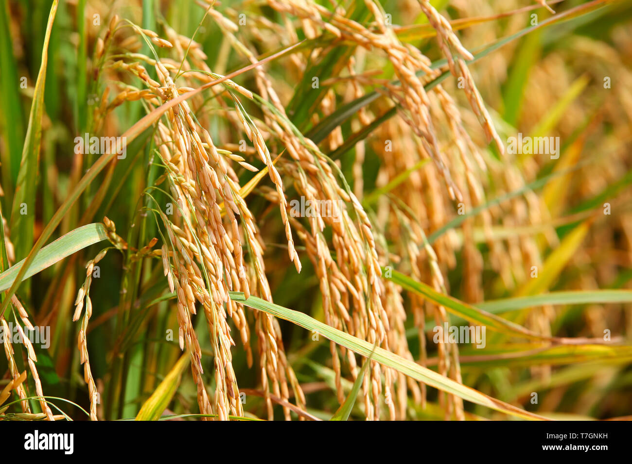 Ripe paddy field at Sekinchan, Malaysia Stock Photo - Alamy