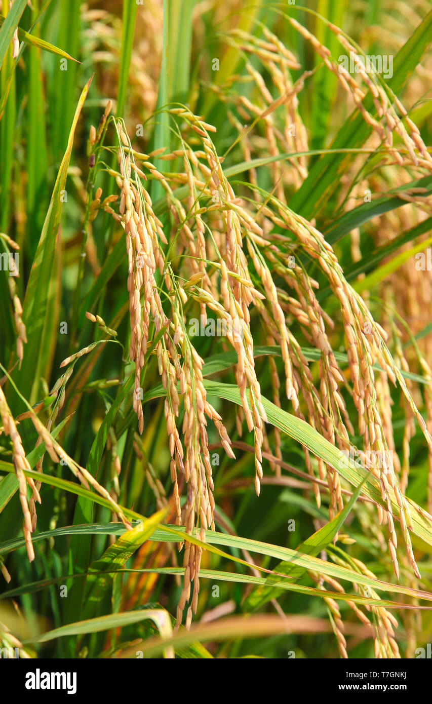 Ripe paddy field at Sekinchan, Malaysia Stock Photo - Alamy