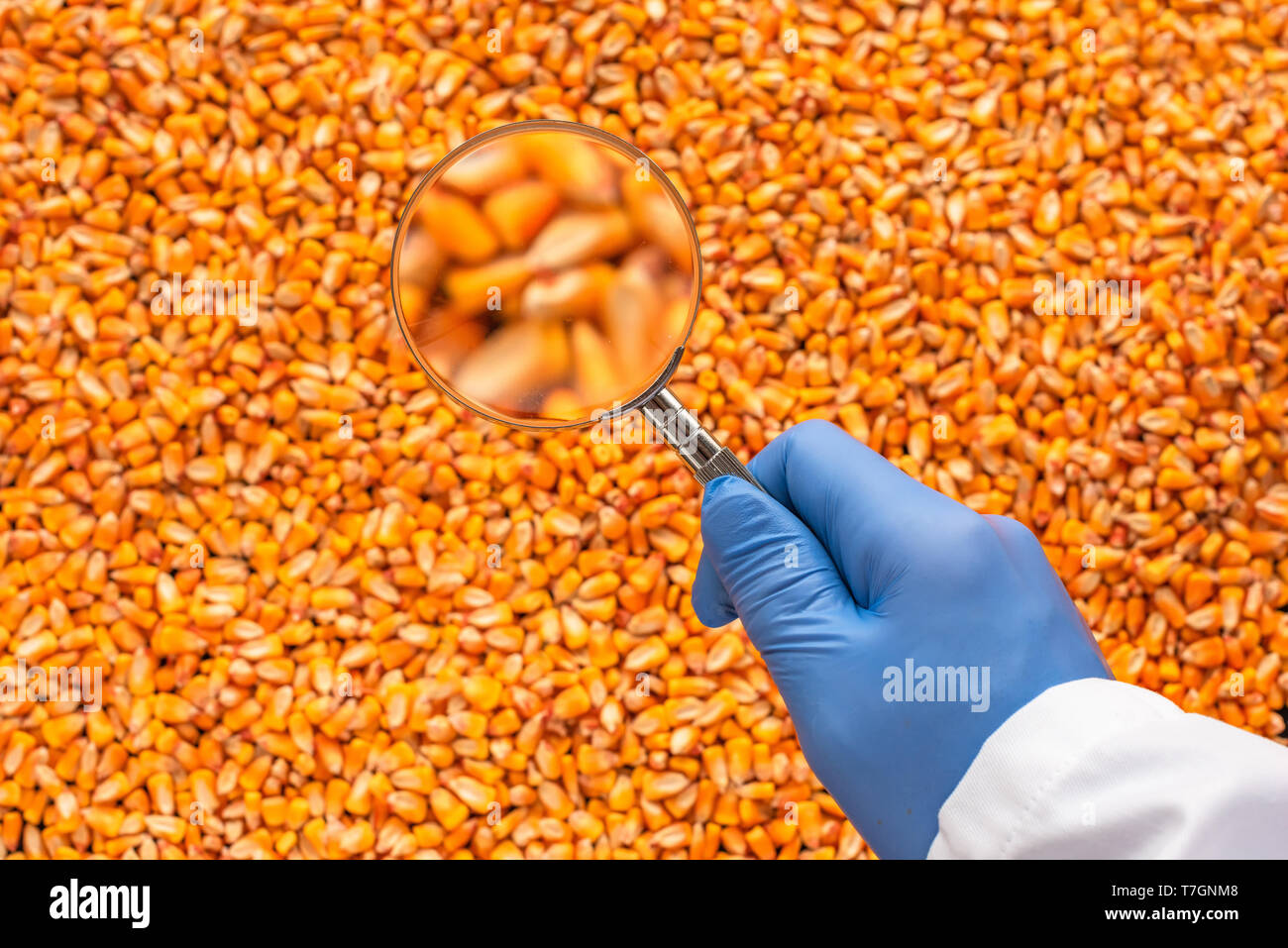 Scientist examining quality of harvested corn seed kernels, close up of ...