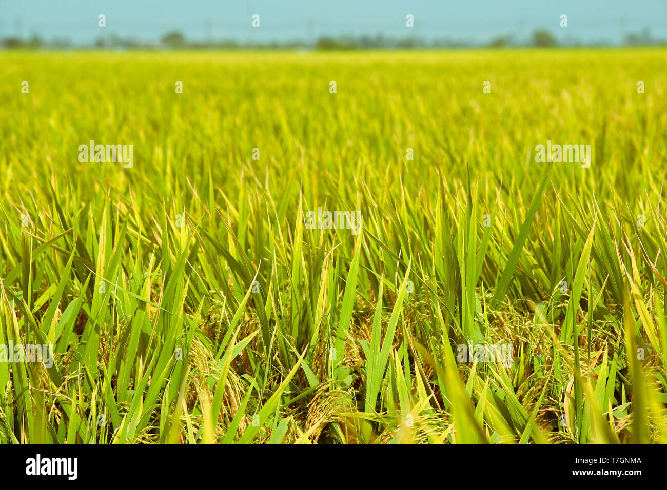 Healthy growing paddy field at Sekinchan, Malaysia Stock Photo - Alamy