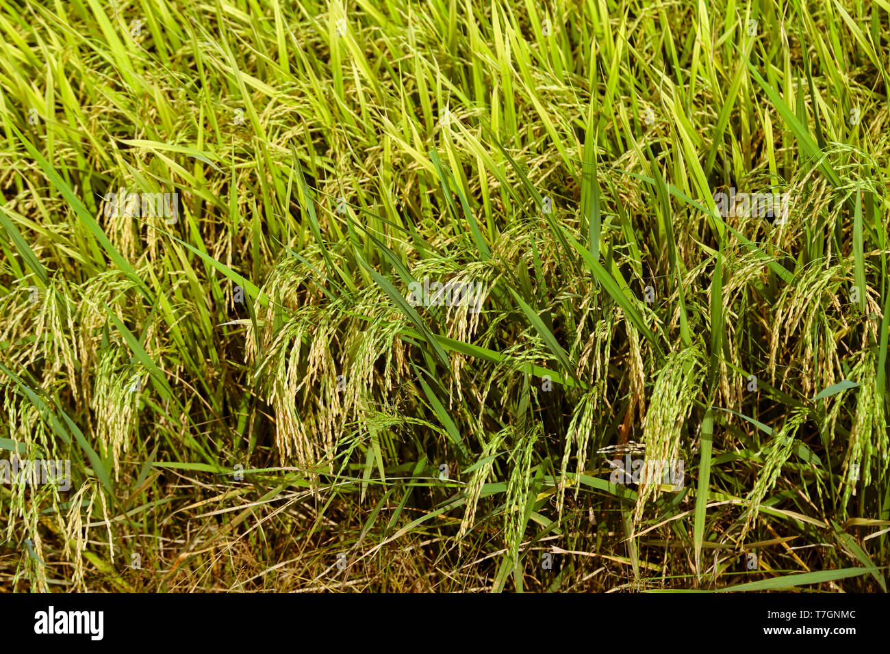 Healthy growing paddy field at Sekinchan, Malaysia Stock Photo - Alamy