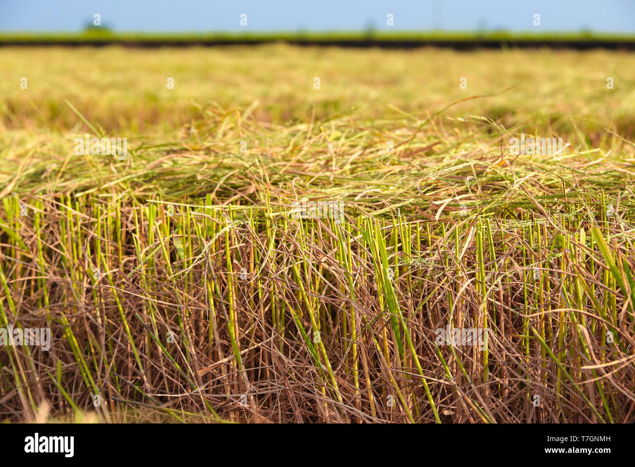 Harvested paddy field at Sekinchan, Malaysia Stock Photo - Alamy