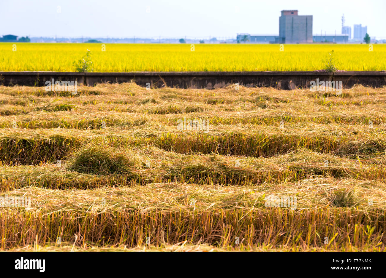Harvested paddy field at Sekinchan, Malaysia Stock Photo - Alamy