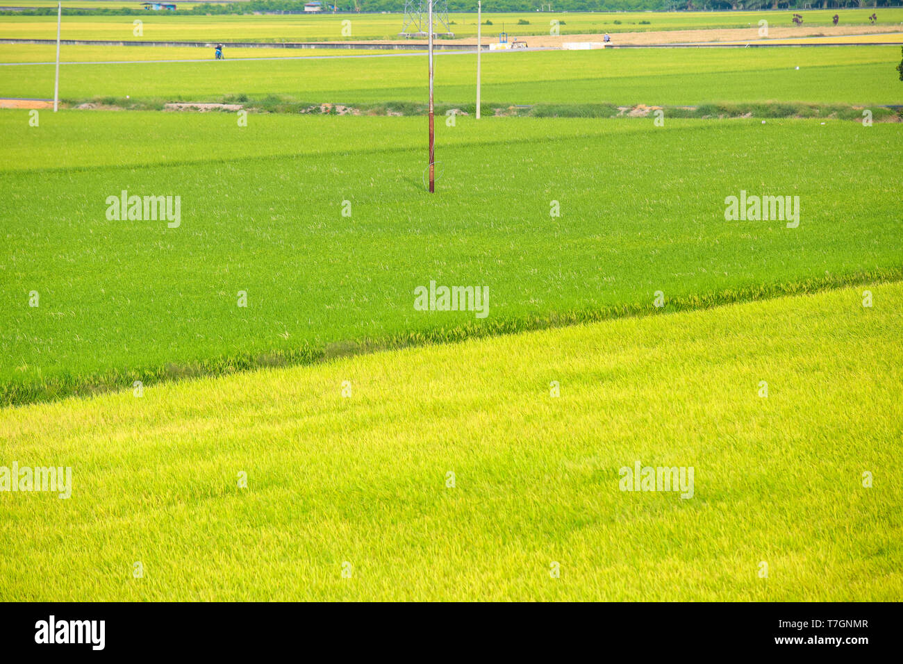 Healthy growing paddy field at Sekinchan, Malaysia Stock Photo - Alamy
