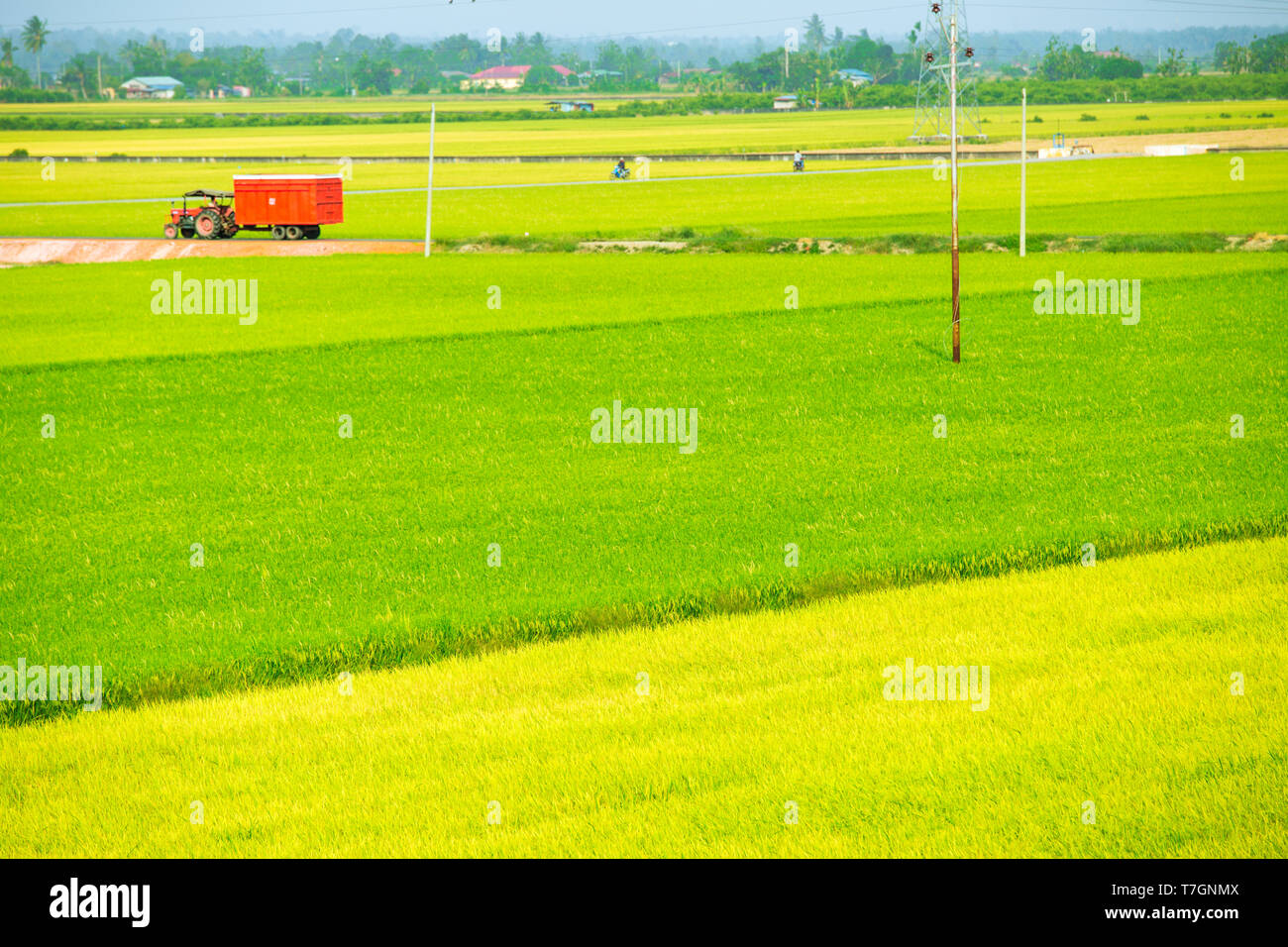 Healthy growing paddy field at Sekinchan, Malaysia Stock Photo - Alamy