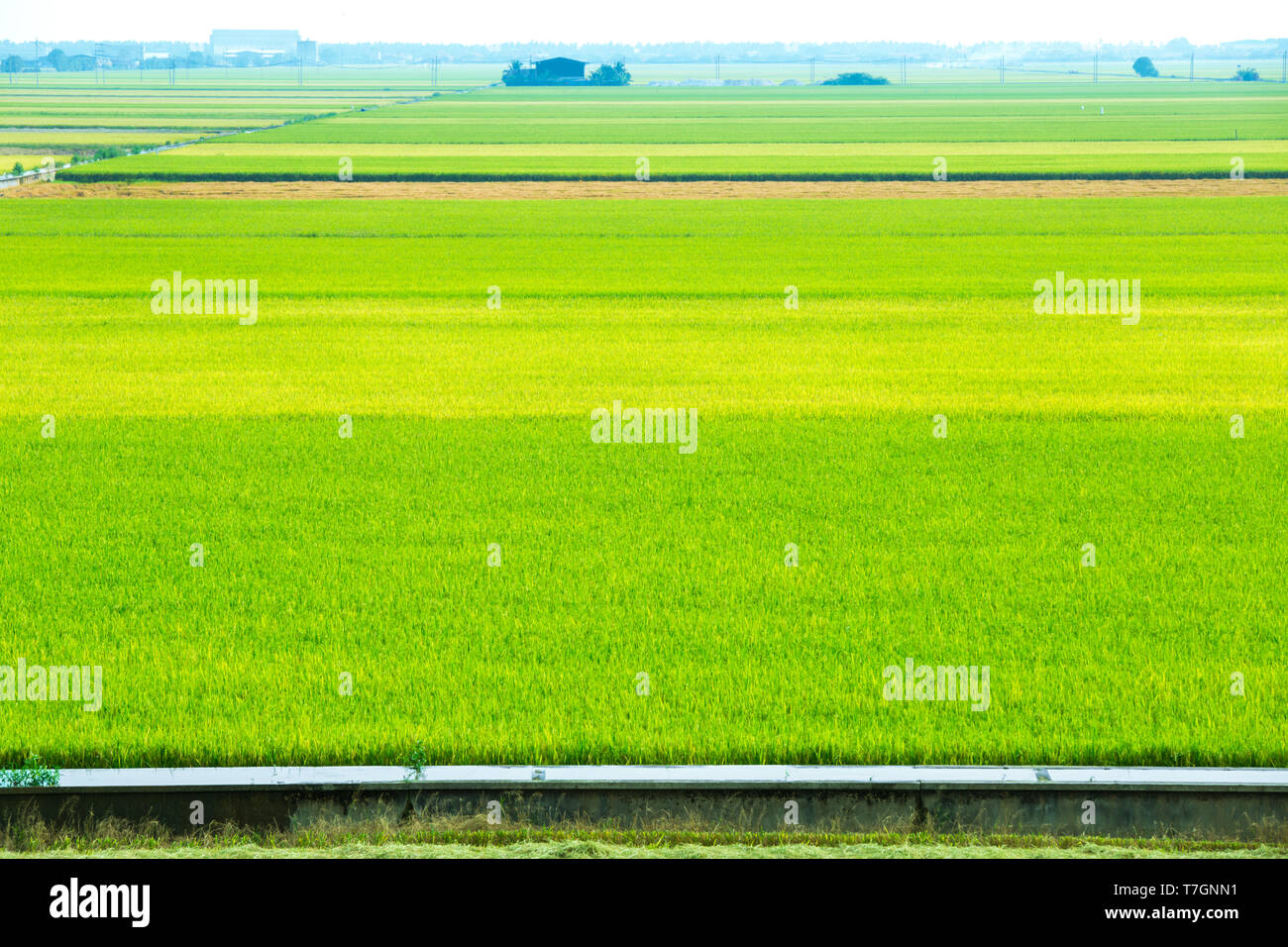 Healthy growing paddy field at Sekinchan, Malaysia Stock Photo - Alamy