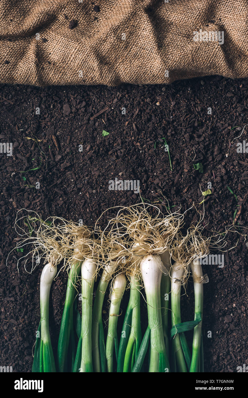 Spring onion or scallion on garden ground, top view of harvested ...