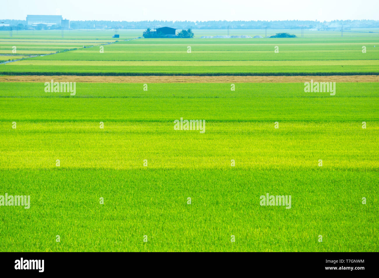 Healthy growing paddy field at Sekinchan, Malaysia Stock Photo - Alamy