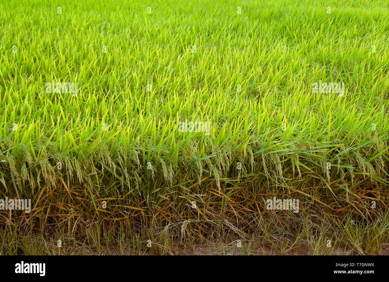 Healthy growing paddy field at Sekinchan, Malaysia Stock Photo - Alamy