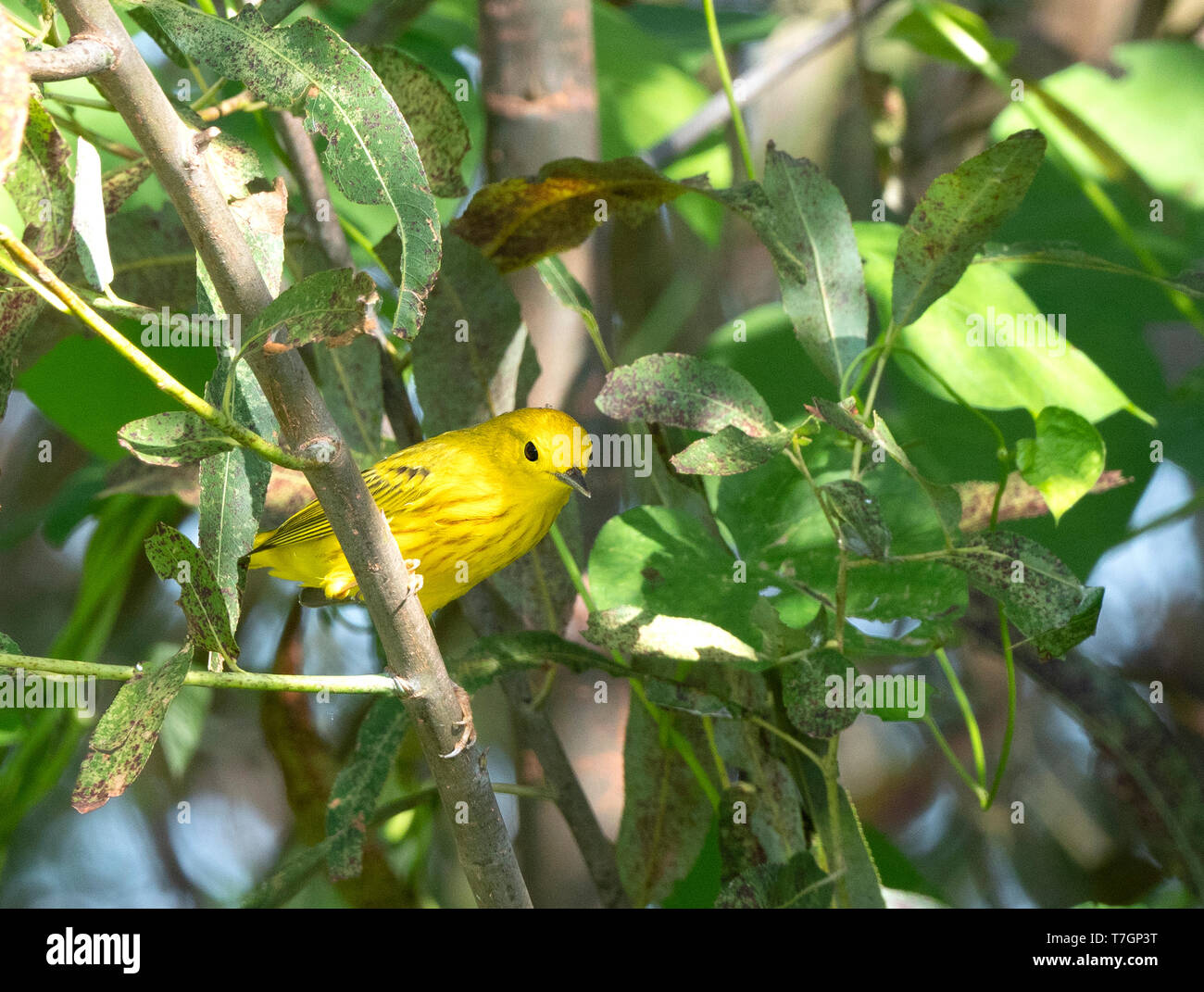 American yellow warbler setophaga aestiva hi-res stock photography and ...