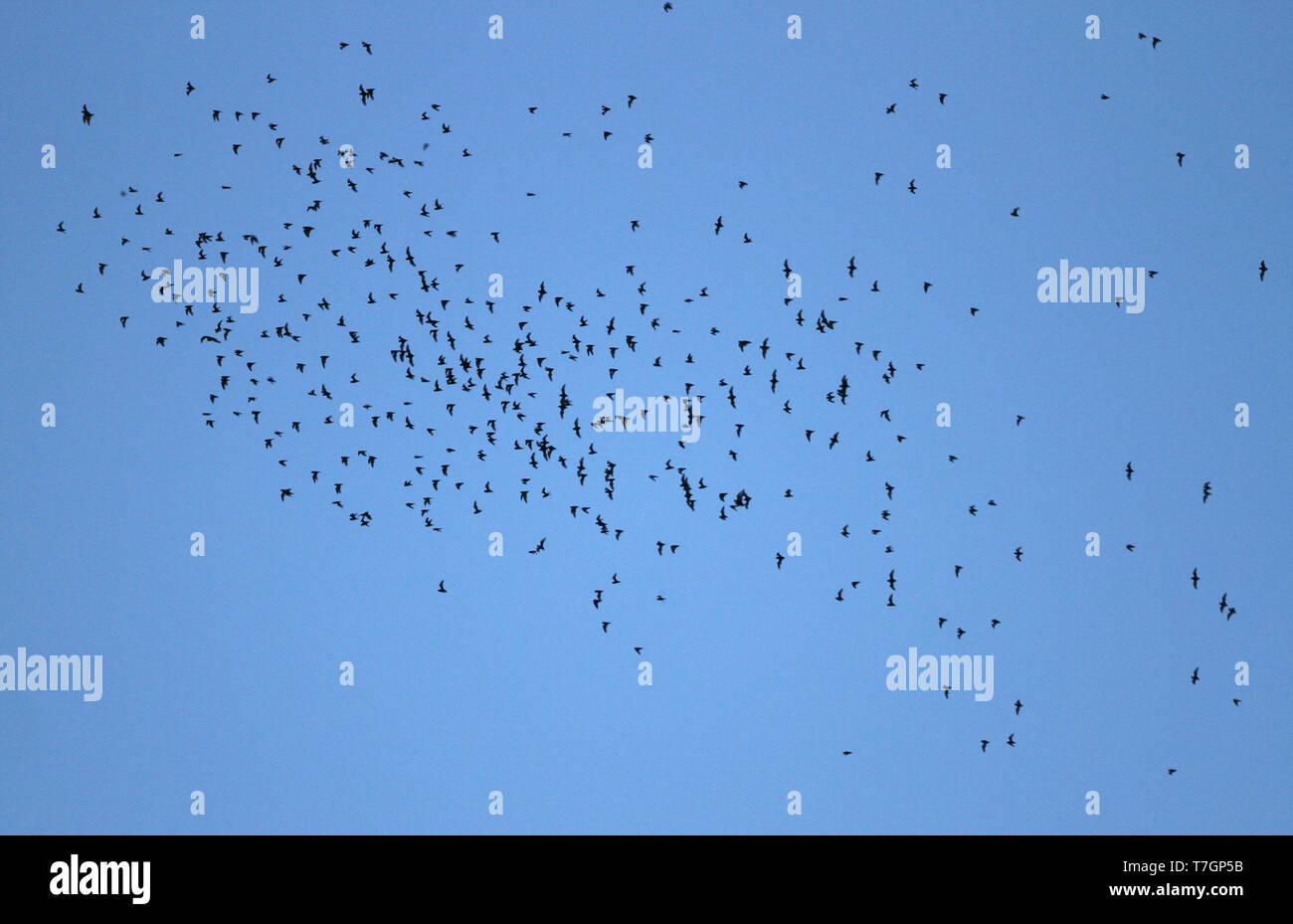 Huge flock of bats flying out at night from the Gomantong Caves, an ...