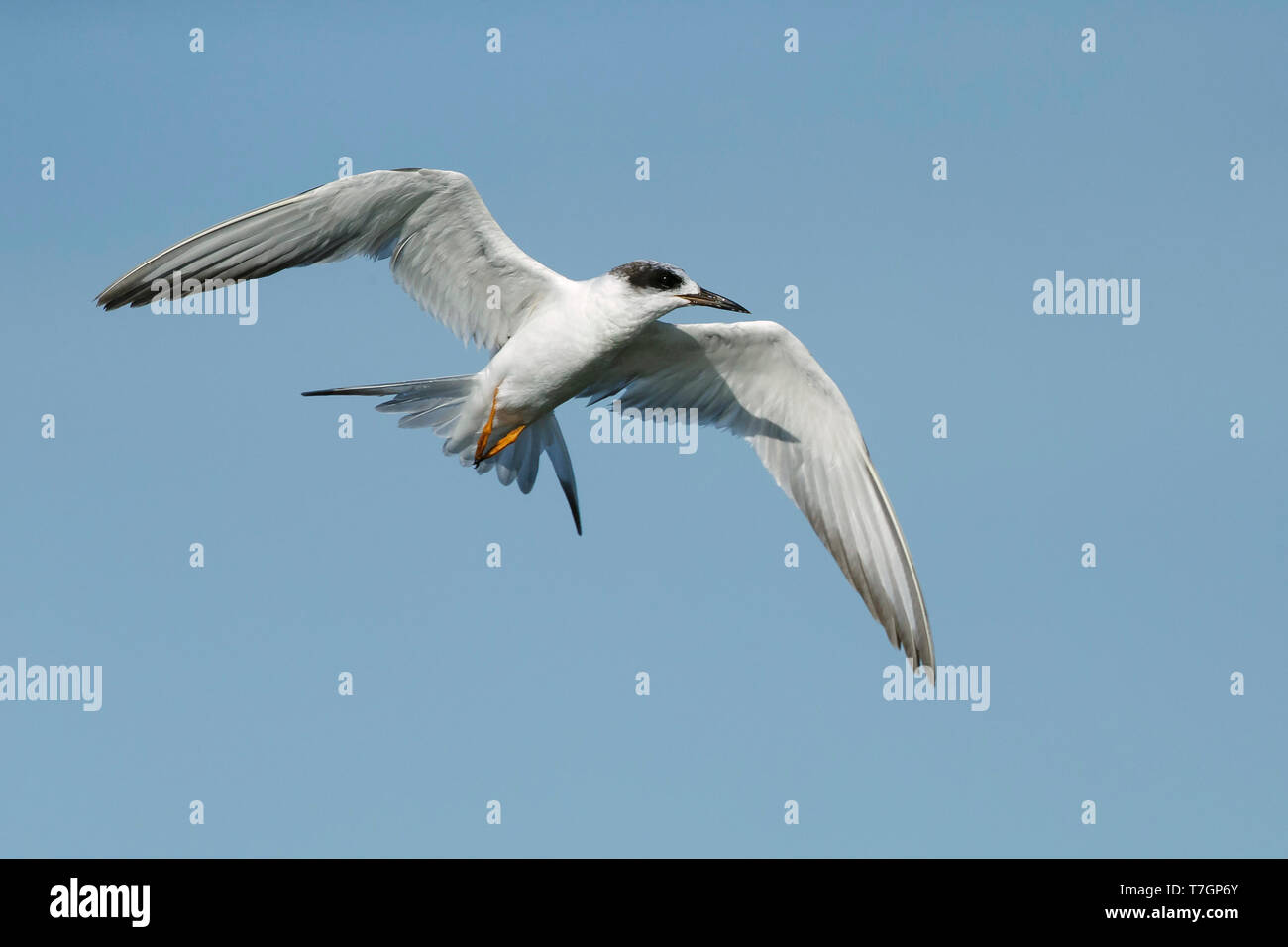 Adult Forster's Tern (Sterna forsteri) in nonbreeding plumage ...