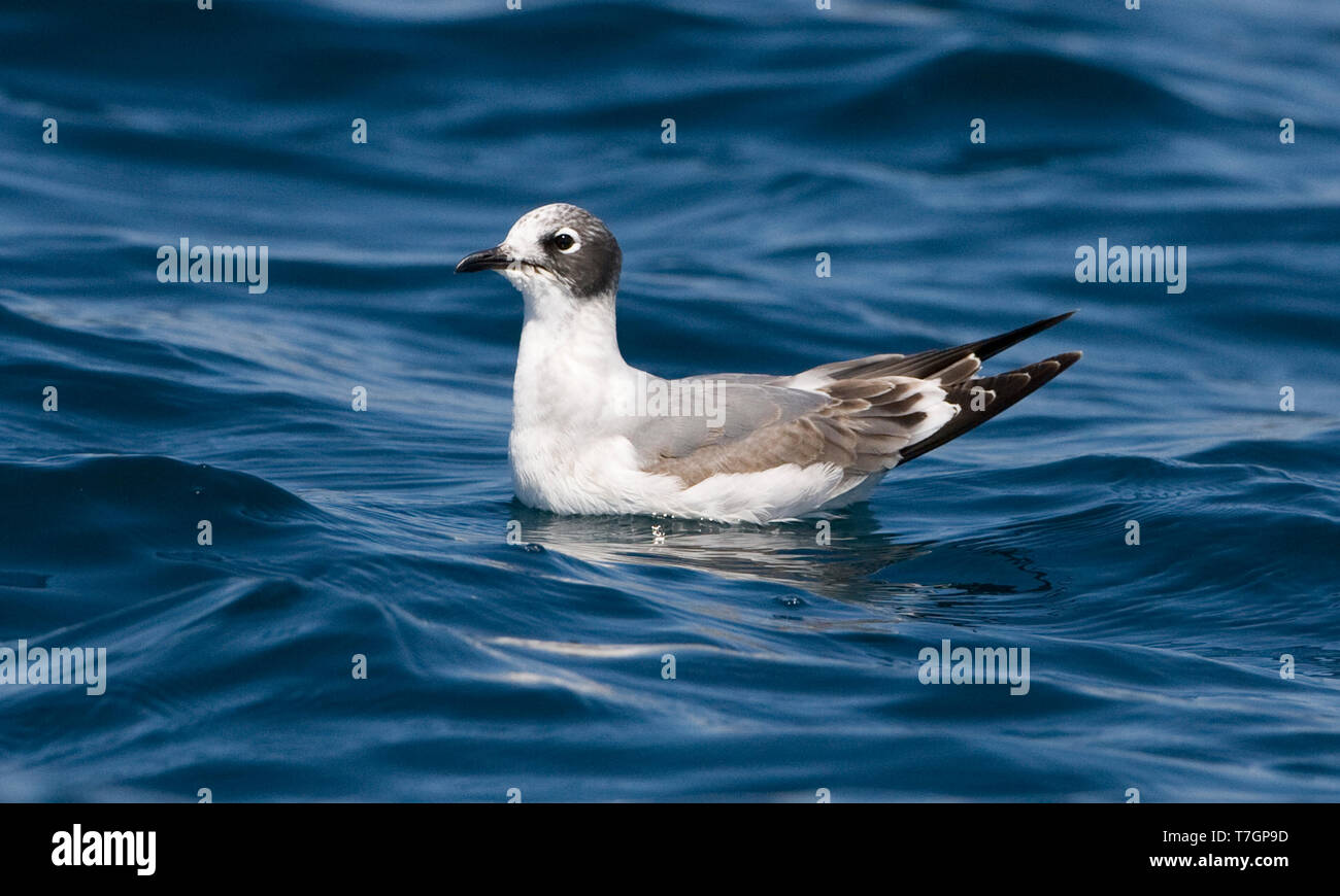 First-winter Franklin's Gull (Leucophaeus pipixcan) swimming in the sea ...