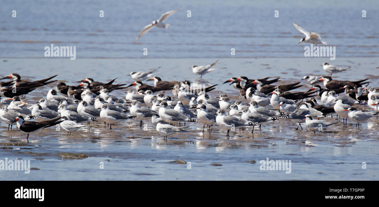 Migatory gulls hi-res stock photography and images - Alamy